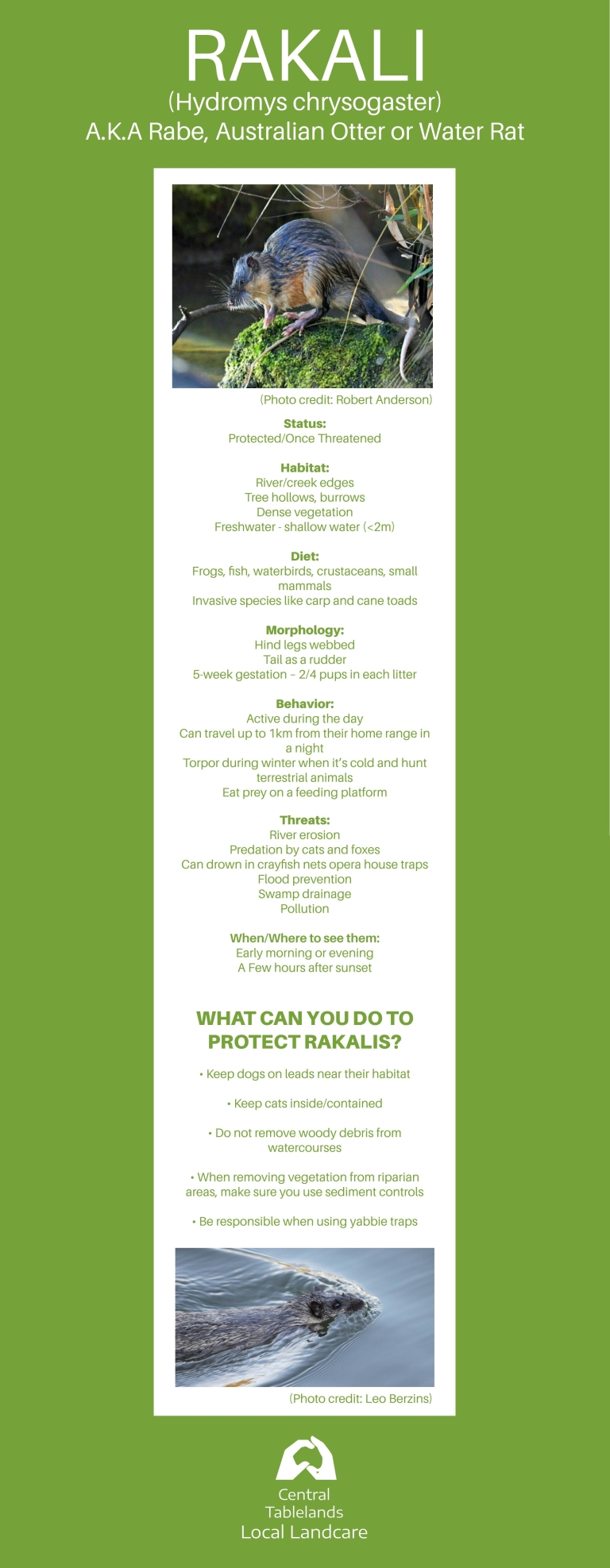 Rakali Factsheet – Central Tablelands Landcare